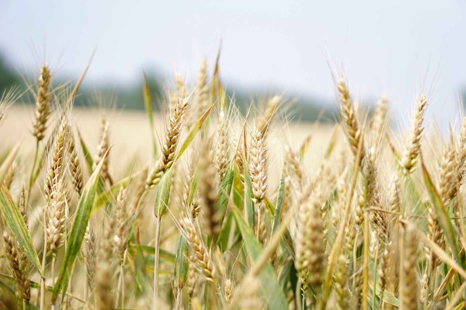 Specialist Farm Finance for UK Farmers - Farmer Finance
